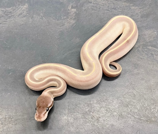Purple Passion Ball Python by Snakenstein Reptiles, LLC