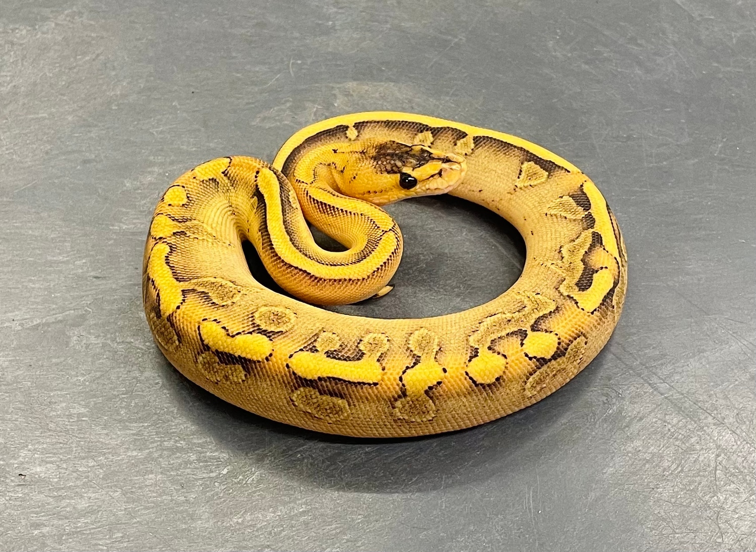 Champagne Enchi Specter OR Yellowbelly Ball Python by Snakenstein ...