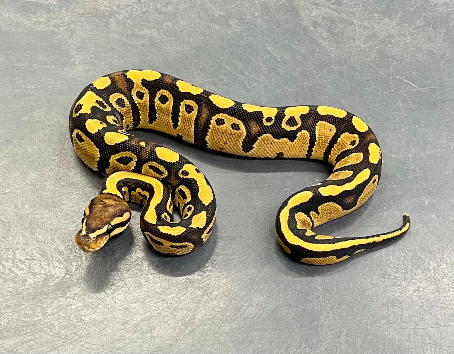 Chocolate Fire Het Clown Ball Python by Snakenstein Reptiles, LLC ...