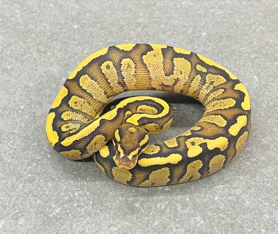 Fire Spark Ball Python by Snakenstein Reptiles, LLC