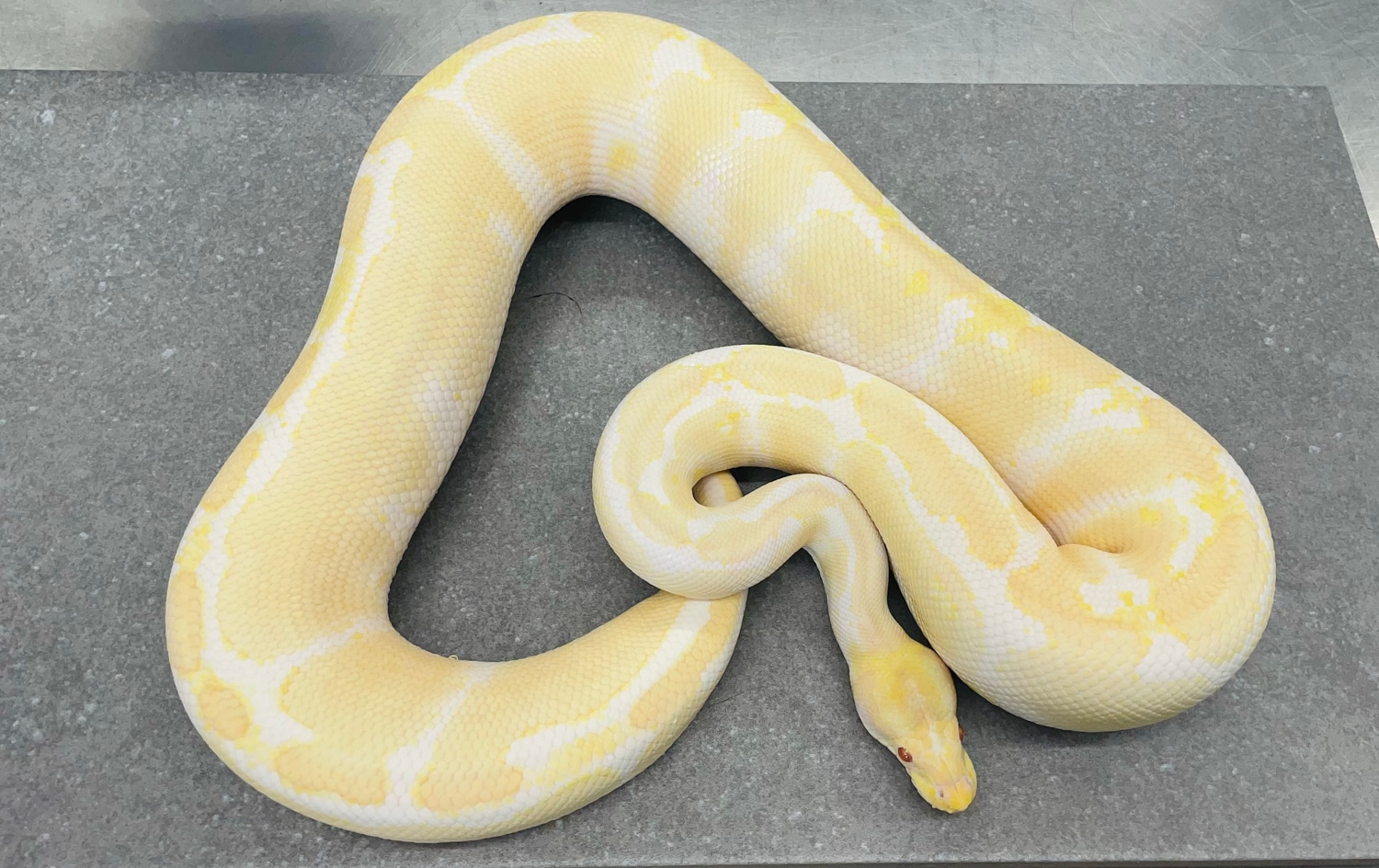 0.1 Albino Ball Python by Snakenstein Reptiles, LLC - MorphMarket