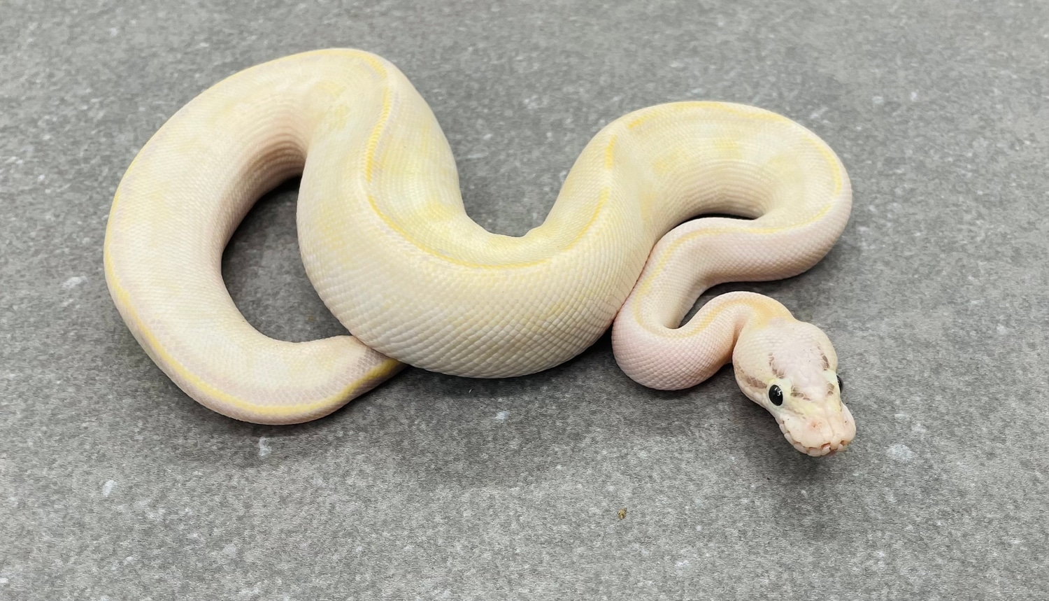Pastel Ivory 66% Het Clown Ball Python by Snakenstein Reptiles, LLC ...
