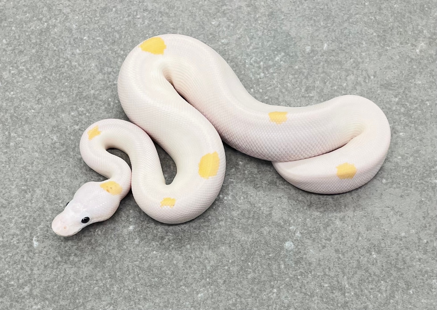 Super Fire Pos Mojave Het Clown Ball Python by Snakenstein Reptiles ...