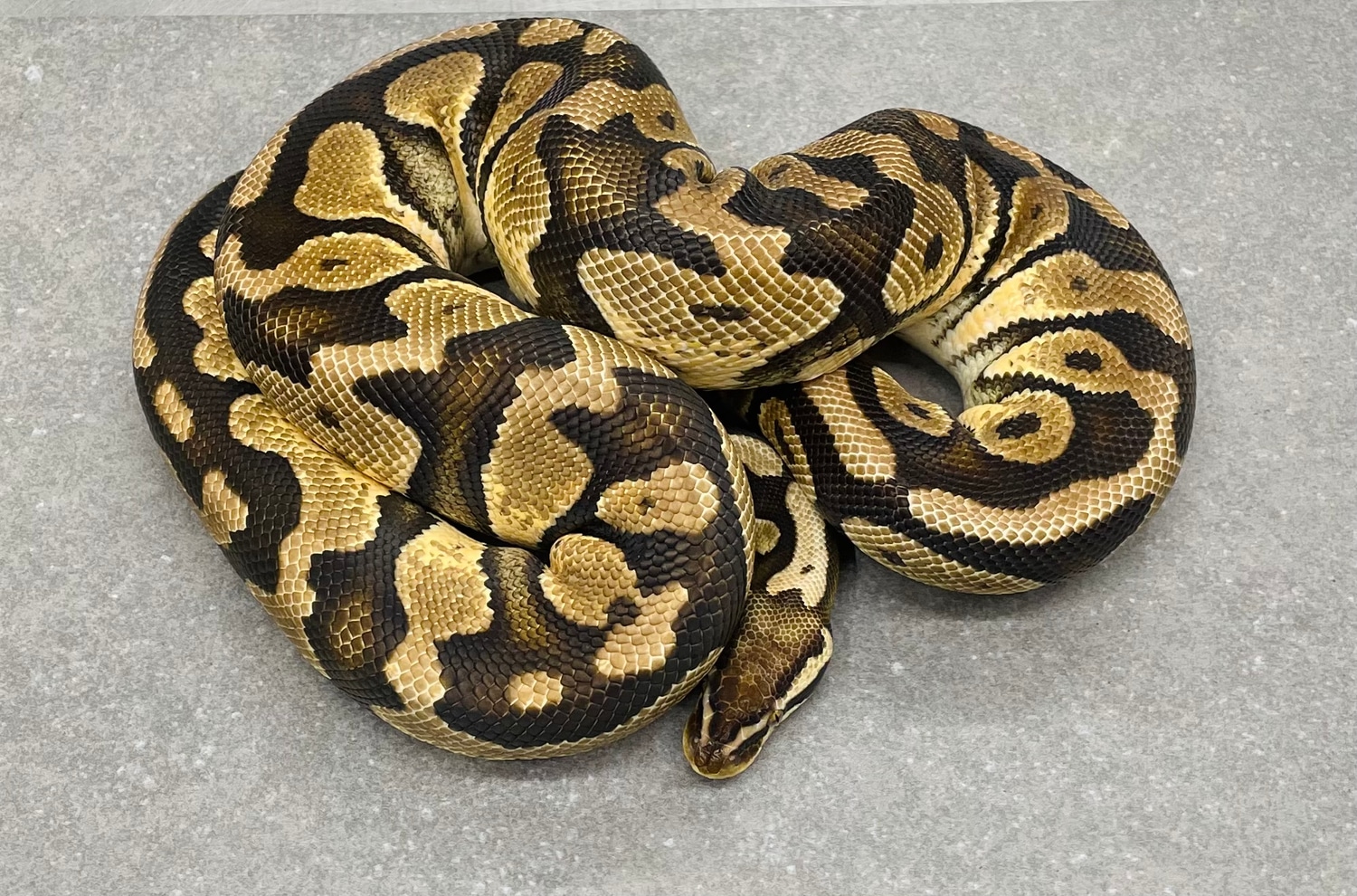 Pastel Ball Python by Snakenstein Reptiles, LLC - MorphMarket