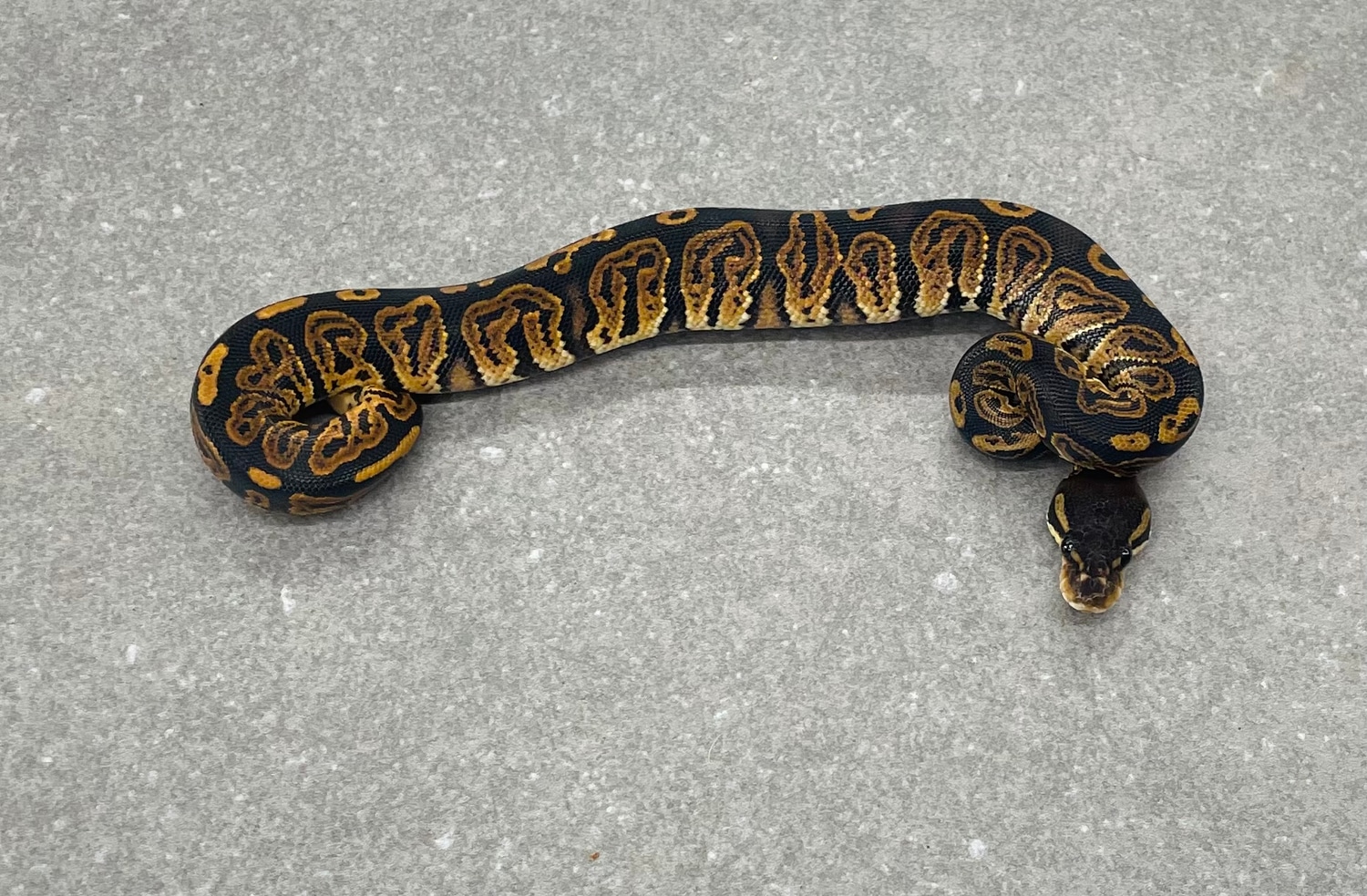 Black Pastel Trick Ball Python by Snakenstein Reptiles, LLC - MorphMarket