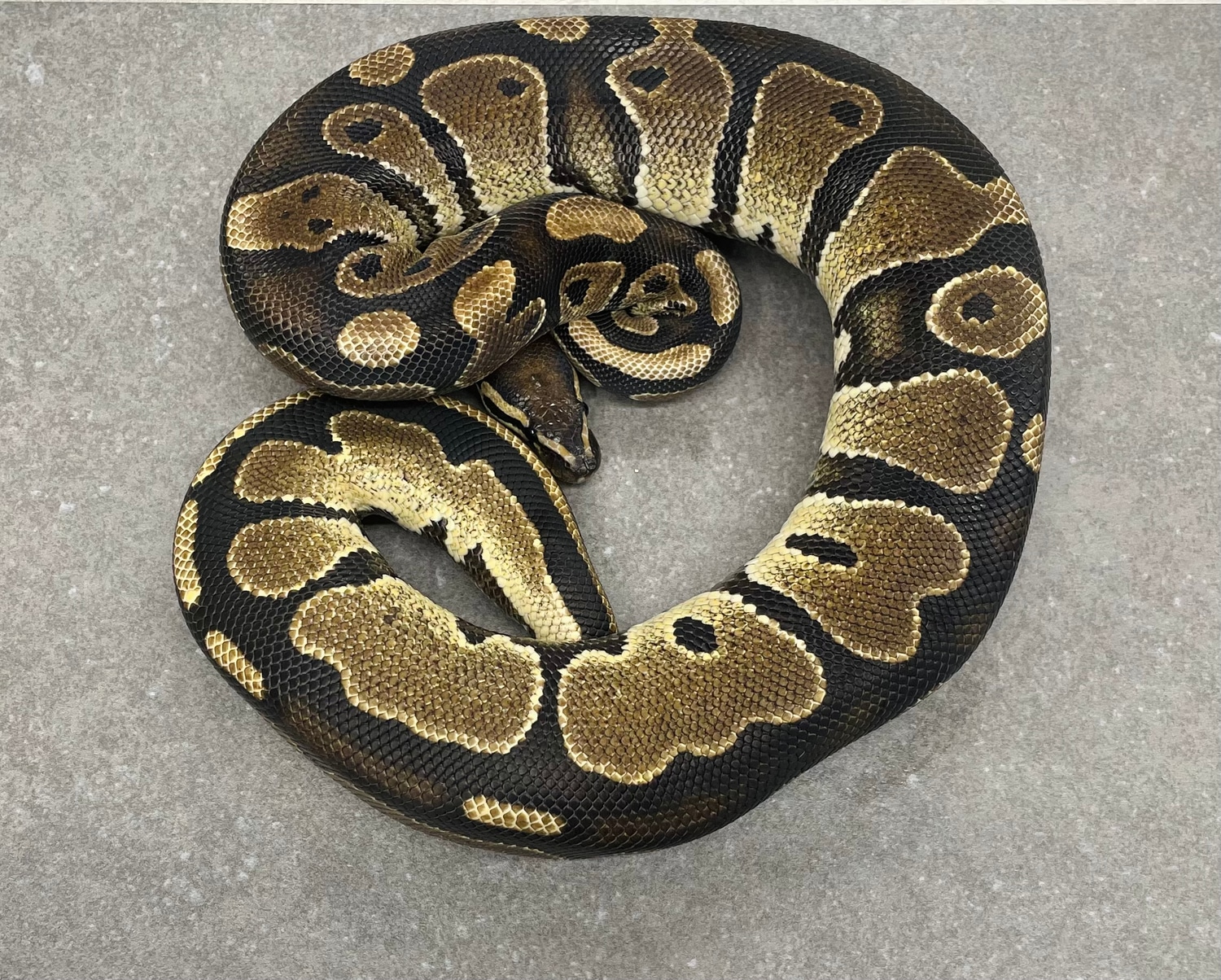 Het Pied 50% Het Albino Ball Python by Snakenstein Reptiles, LLC ...