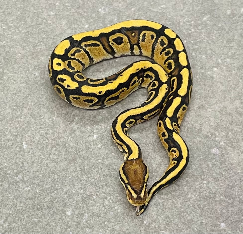 Fire NoCo Special Het Clown Ball Python by Snakenstein Reptiles, LLC ...