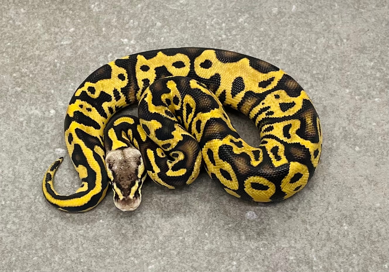 Leopard Pastel Spark Ball Python by Snakenstein Reptiles, LLC - MorphMarket