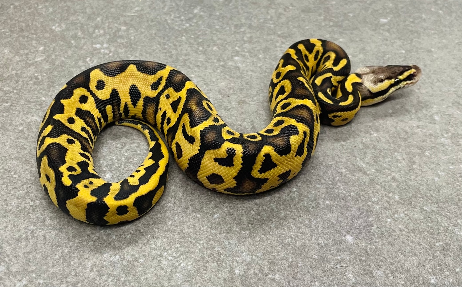 Leopard Pastel Spark Ball Python by Snakenstein Reptiles, LLC - MorphMarket