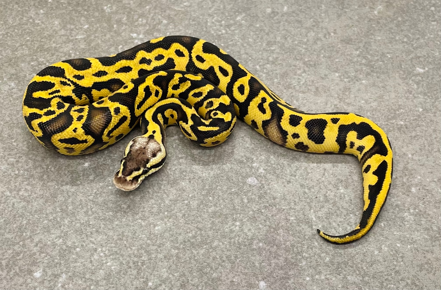 Leopard Pastel Spark Ball Python by Snakenstein Reptiles, LLC - MorphMarket
