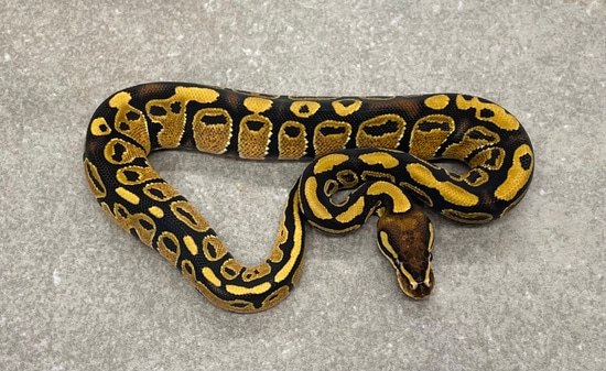 Spark Ball Python by Snakenstein Reptiles, LLC