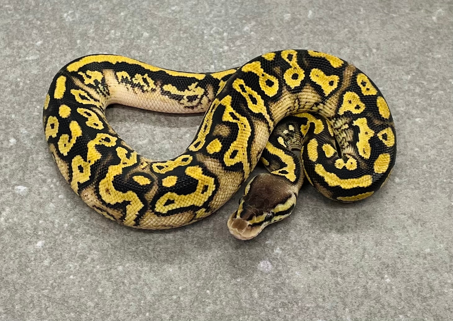 Bongo Pastel Yellowbelly Ball Python by Snakenstein Reptiles, LLC ...