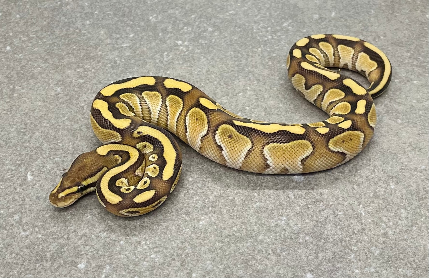 Lesser 66% Het Cryptic Ball Python by Snakenstein Reptiles, LLC ...