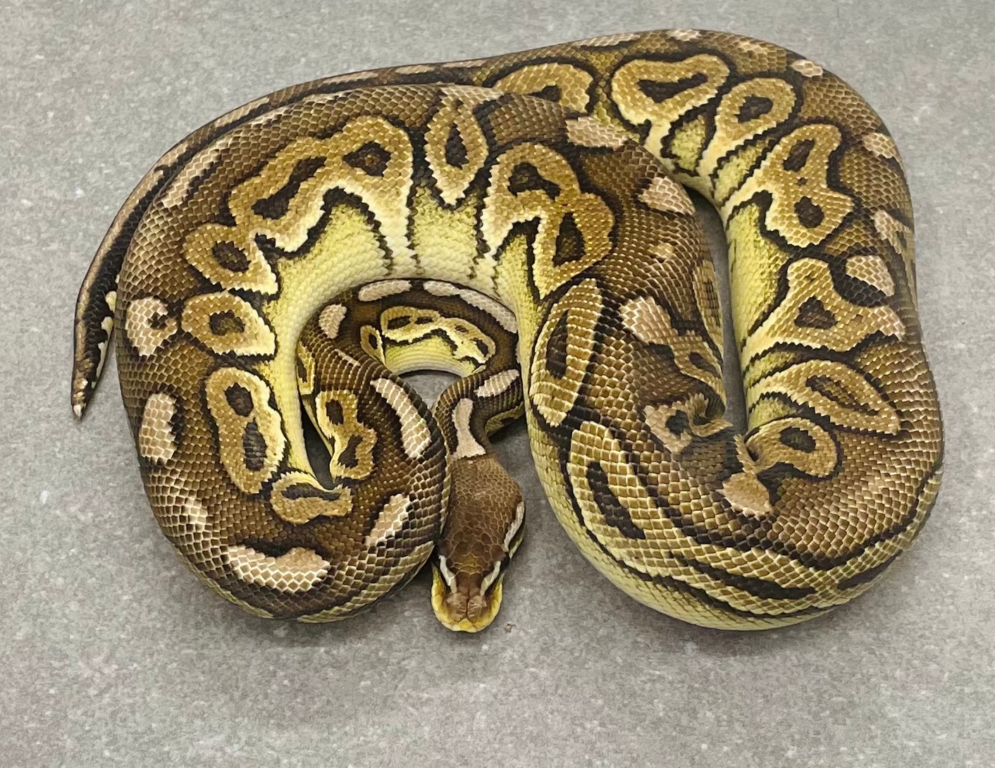 Pewter Het Lavender Albino Ball Python by Snakenstein Reptiles, LLC ...