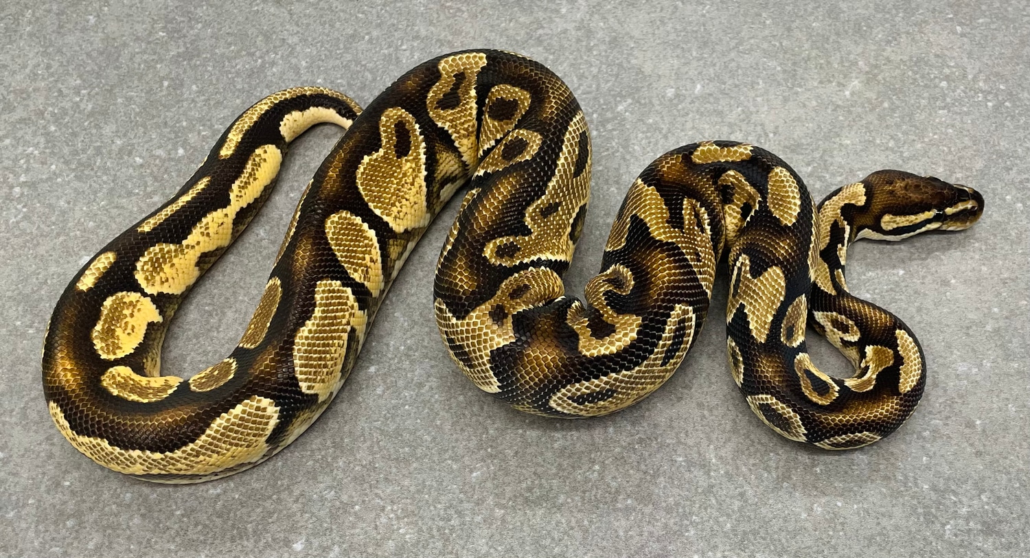 Orange Dream Yellowbelly Ball Python by Snakenstein Reptiles, LLC ...
