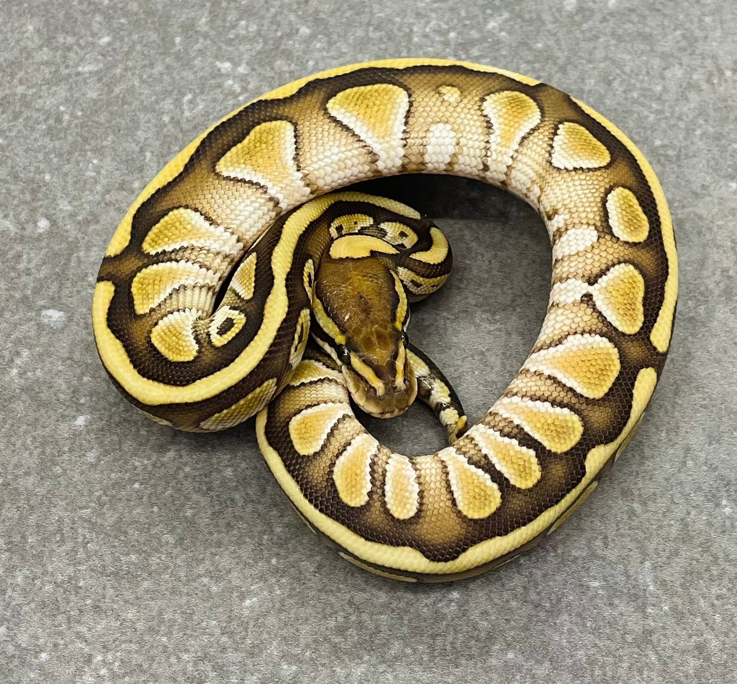 Lesser 66% Het Cryptic Ball Python by Snakenstein Reptiles, LLC ...