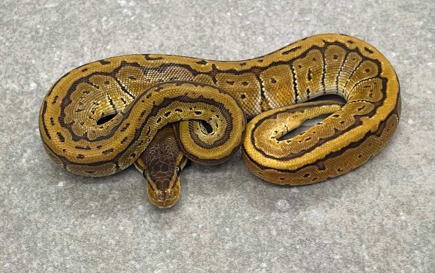 Cypress Pinstripe Ball Python by Snakenstein Reptiles, LLC - MorphMarket