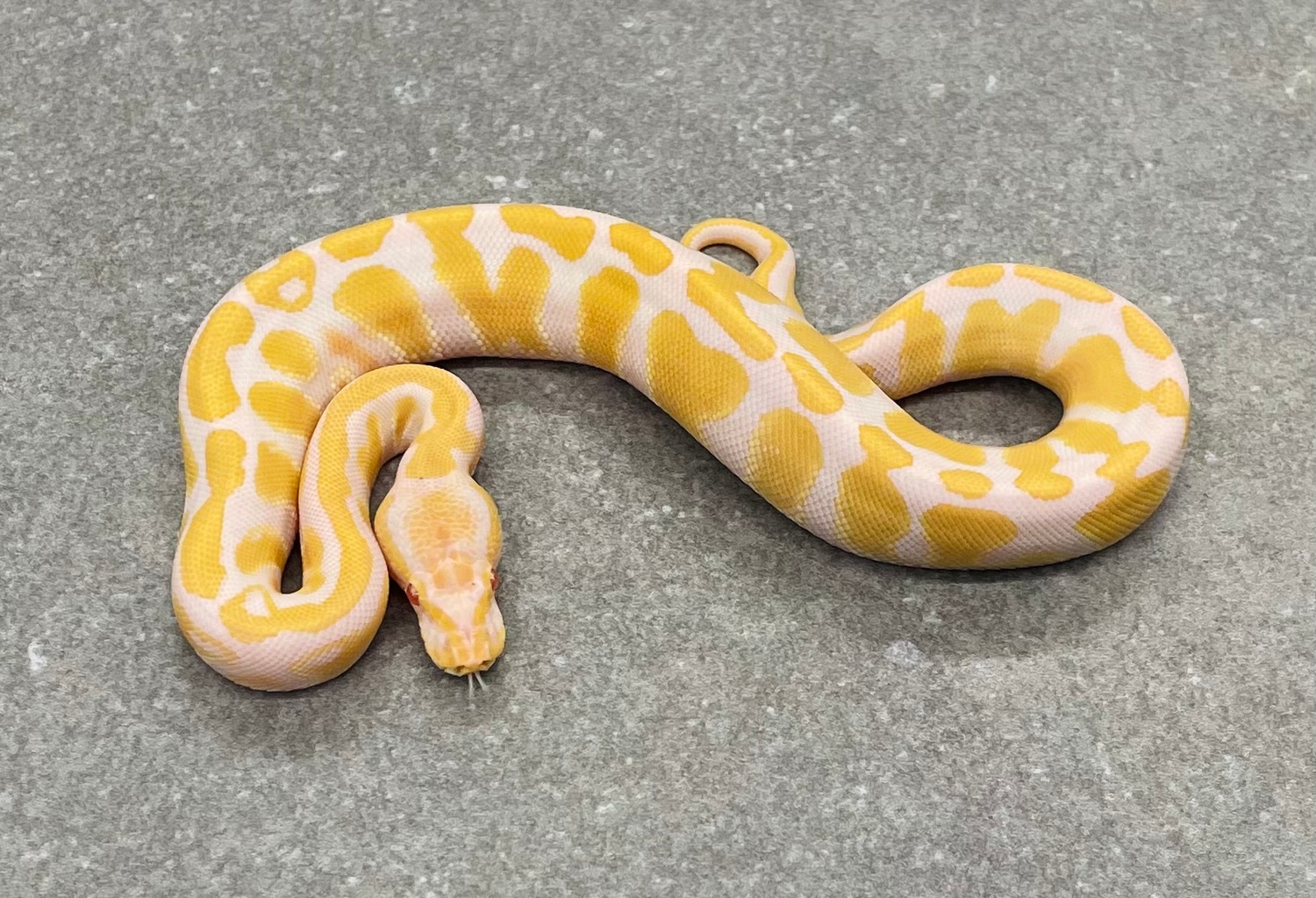Albino Het Pied Ball Python by Snakenstein Reptiles, LLC - MorphMarket