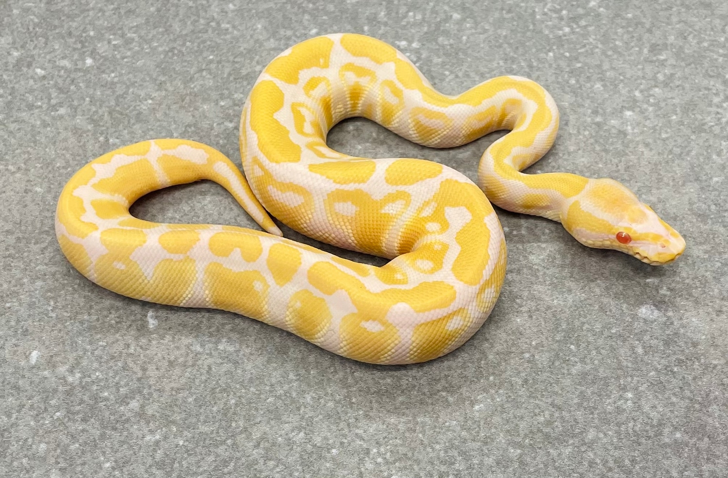 Albino 50% Het Clown Ball Python by Snakenstein Reptiles, LLC - MorphMarket