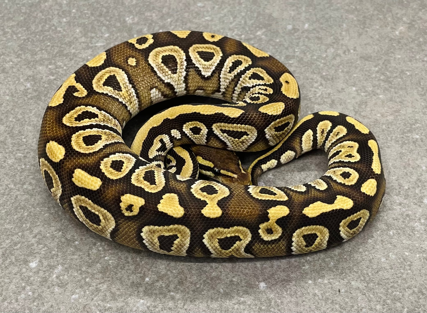 Mojave 66% Het Ultramel 66% Hypo Ball Python by Snakenstein Reptiles ...