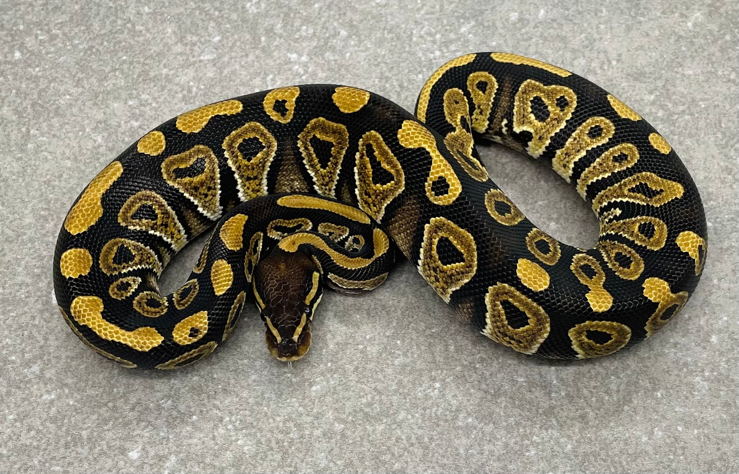 Phantom Ball Python by Snakenstein Reptiles, LLC - MorphMarket