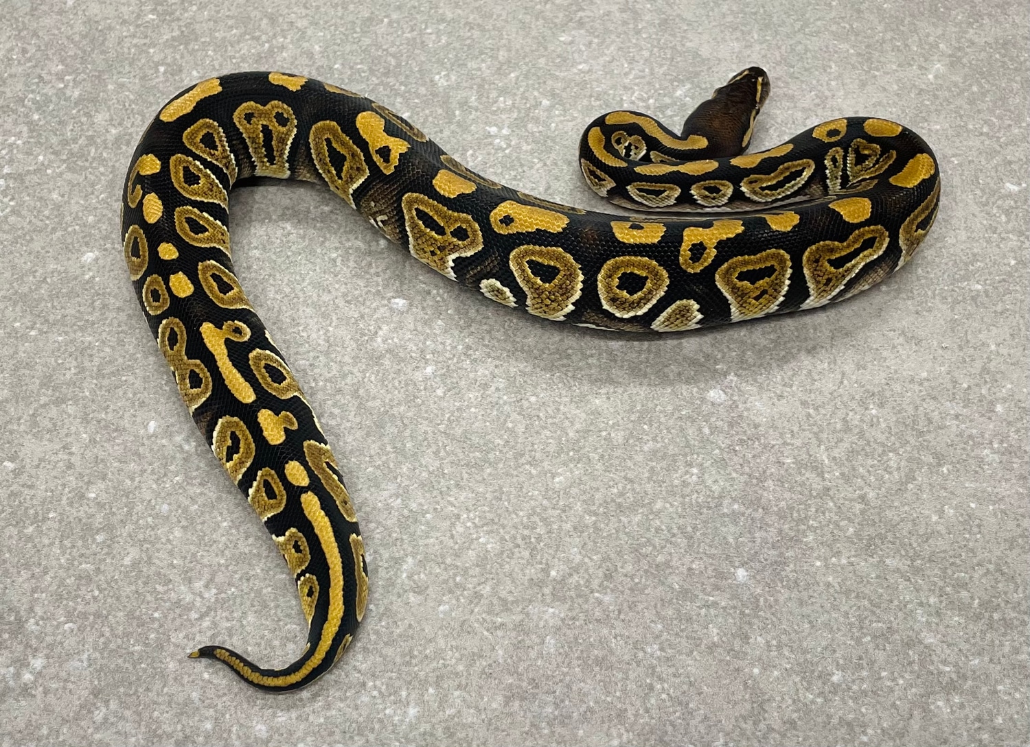 Phantom Ball Python by Snakenstein Reptiles, LLC - MorphMarket