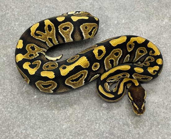 Phantom Ball Python by Snakenstein Reptiles, LLC
