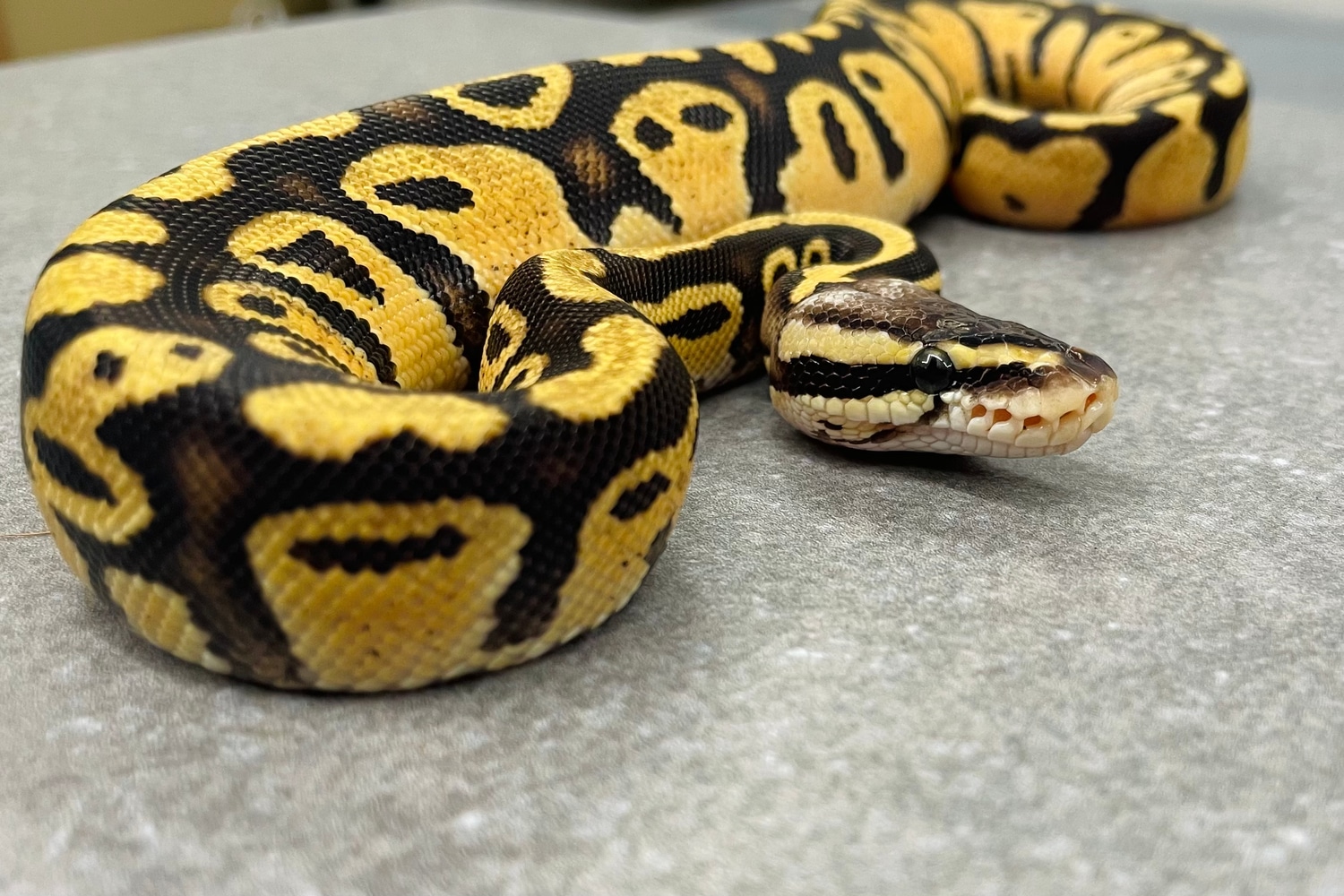 Pastel Spark Ball Python by Snakenstein Reptiles, LLC - MorphMarket