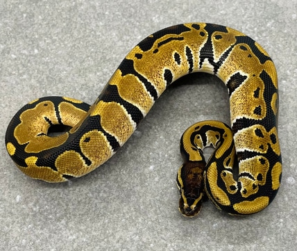 Black Pastel Cypress Mojave Pinstripe Yellowbelly Pos Trick Ball Python ...