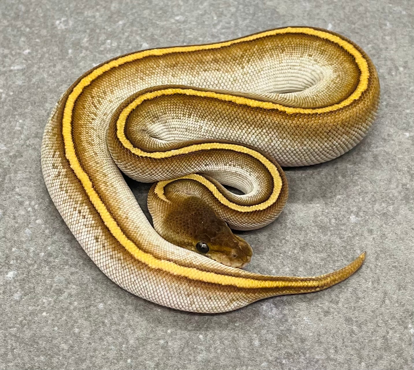 Black Pastel Cypress Mojave Pinstripe Yellowbelly Pos Trick Ball Python ...