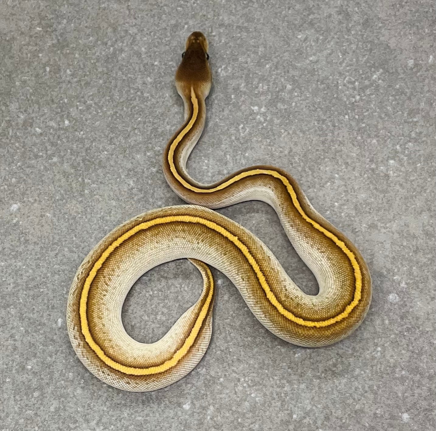 Black Pastel Cypress Mojave Pinstripe Yellowbelly Pos Trick Ball Python ...