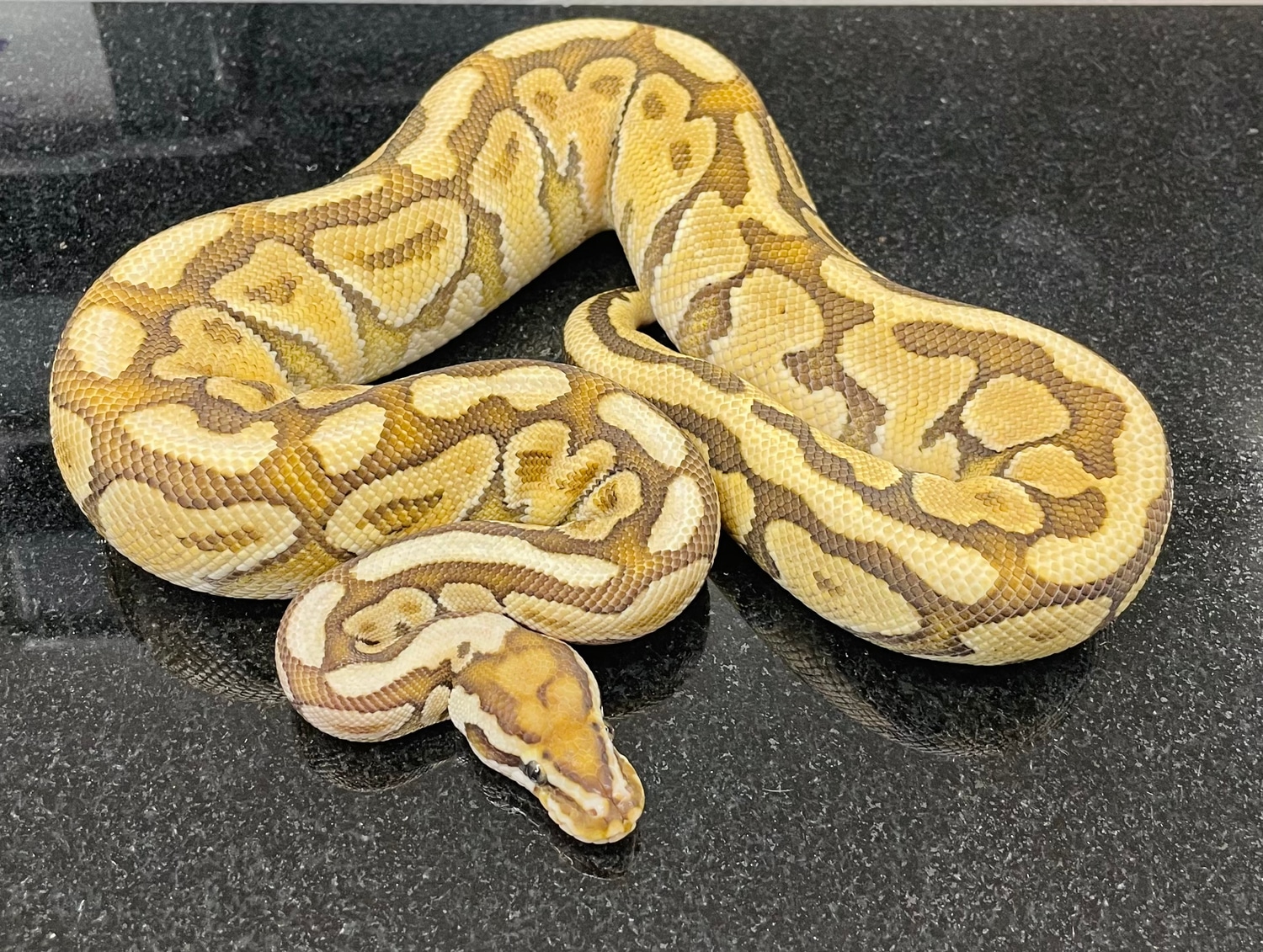 Lesser Spotnose 66% Het Puzzle Ball Python by Snakenstein Reptiles, LLC ...