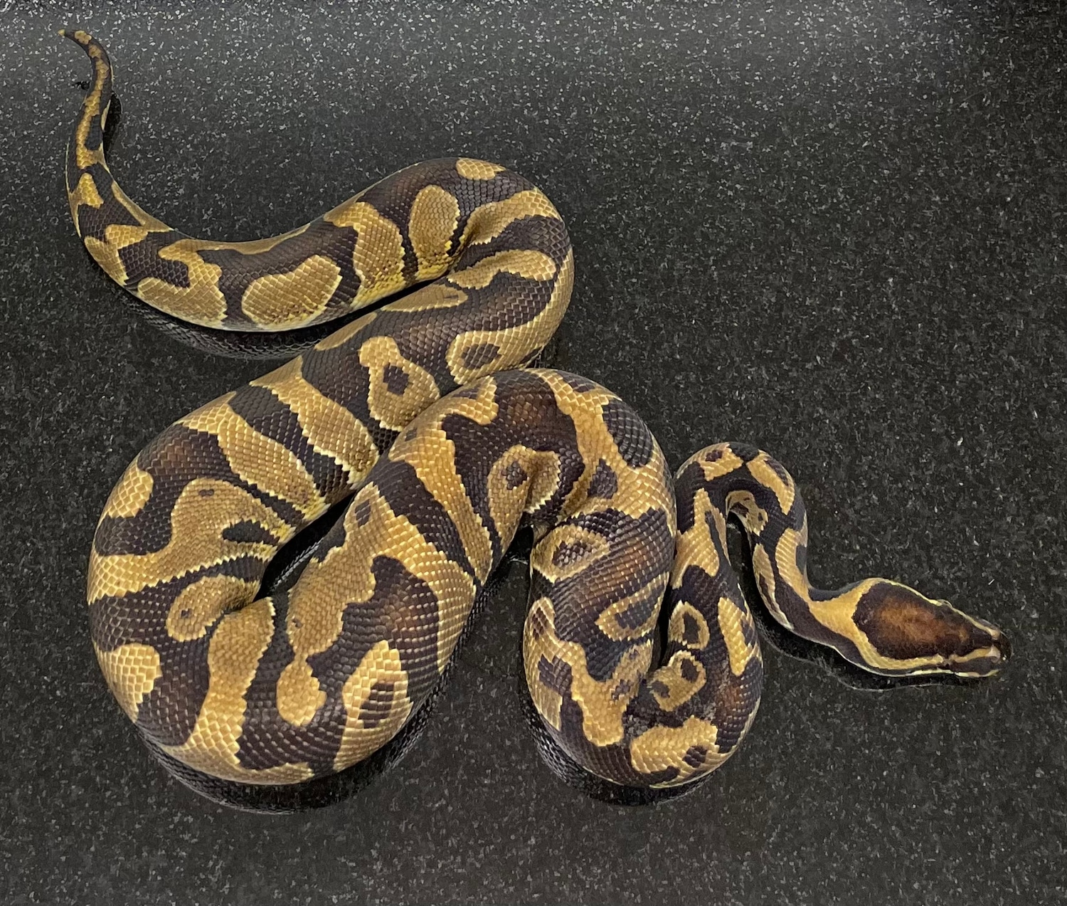 Enchi Asphalt 66% Het Desert Ghost Ball Python by Snakenstein Reptiles, LLC - MorphMarket