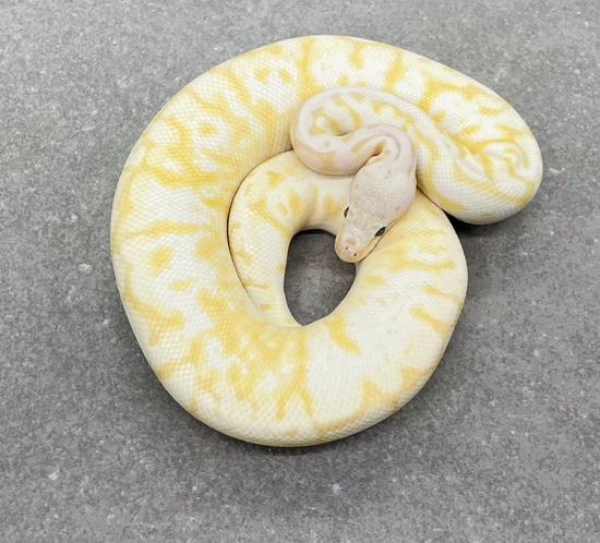 Super Pastel Coral Glow Spider Sugar Ball Python by Snakenstein ...