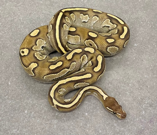 Blackhead Lesser Orange Dream Pos Jedi Ball Python by Snakenstein ...