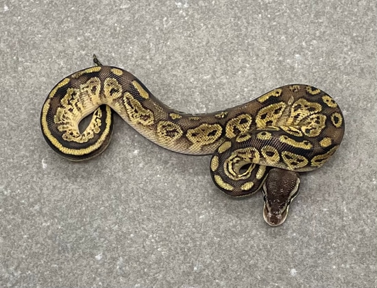 Bongo Pewter Pos Vanilla Ball Python by Snakenstein Reptiles, LLC