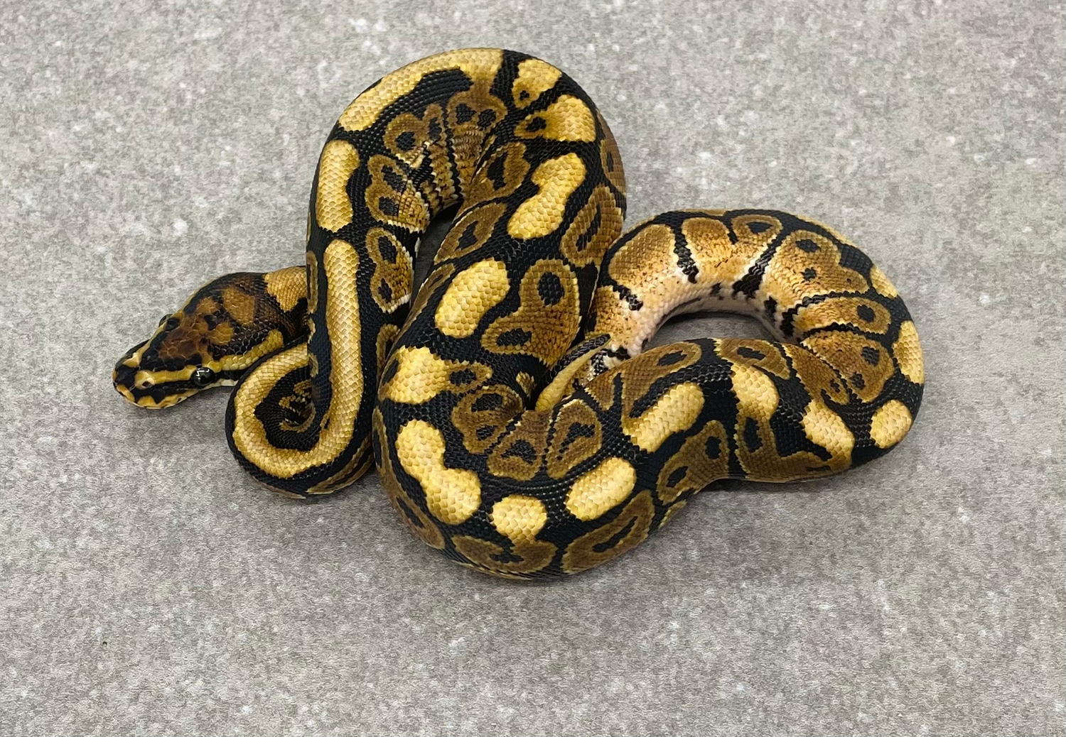 Spotnose 66% Het Clown Ball Python by Snakenstein Reptiles, LLC ...