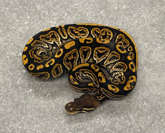 Black Pastel Trick Pos Marvel Ball Python by Snakenstein Reptiles, LLC