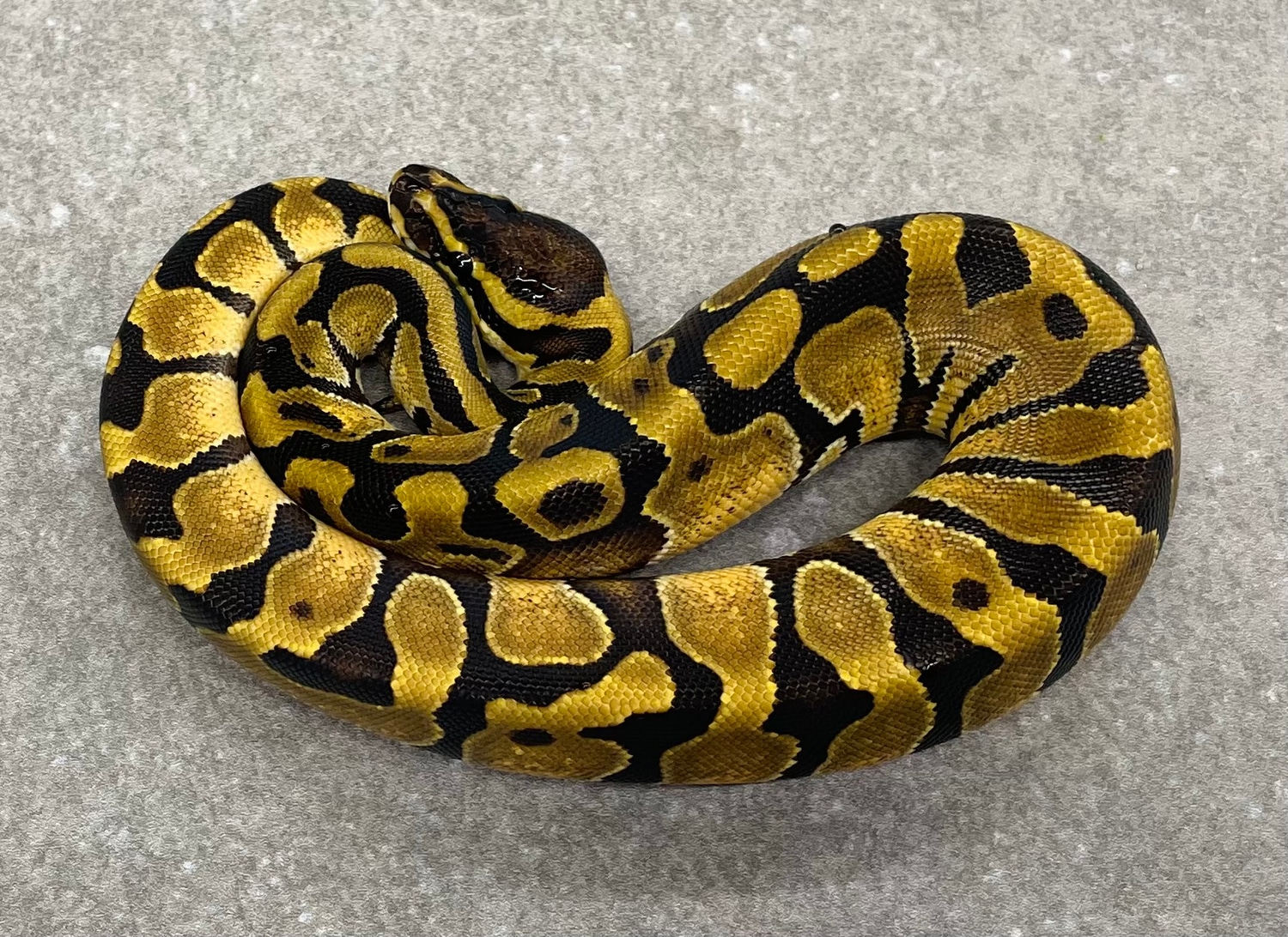 Enchi 66% Het Desert Ghost Ball Python by Snakenstein Reptiles, LLC ...