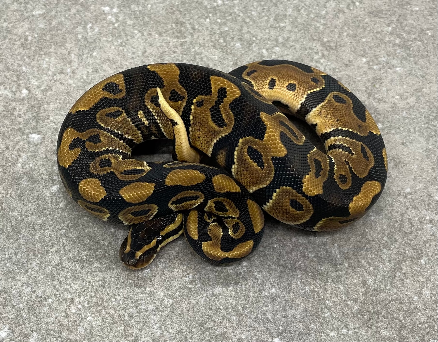 66% Het Desert Ghost Ball Python by Snakenstein Reptiles, LLC - MorphMarket