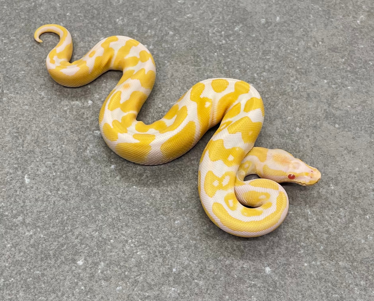 Albino Het Pied Ball Python by Snakenstein Reptiles, LLC - MorphMarket
