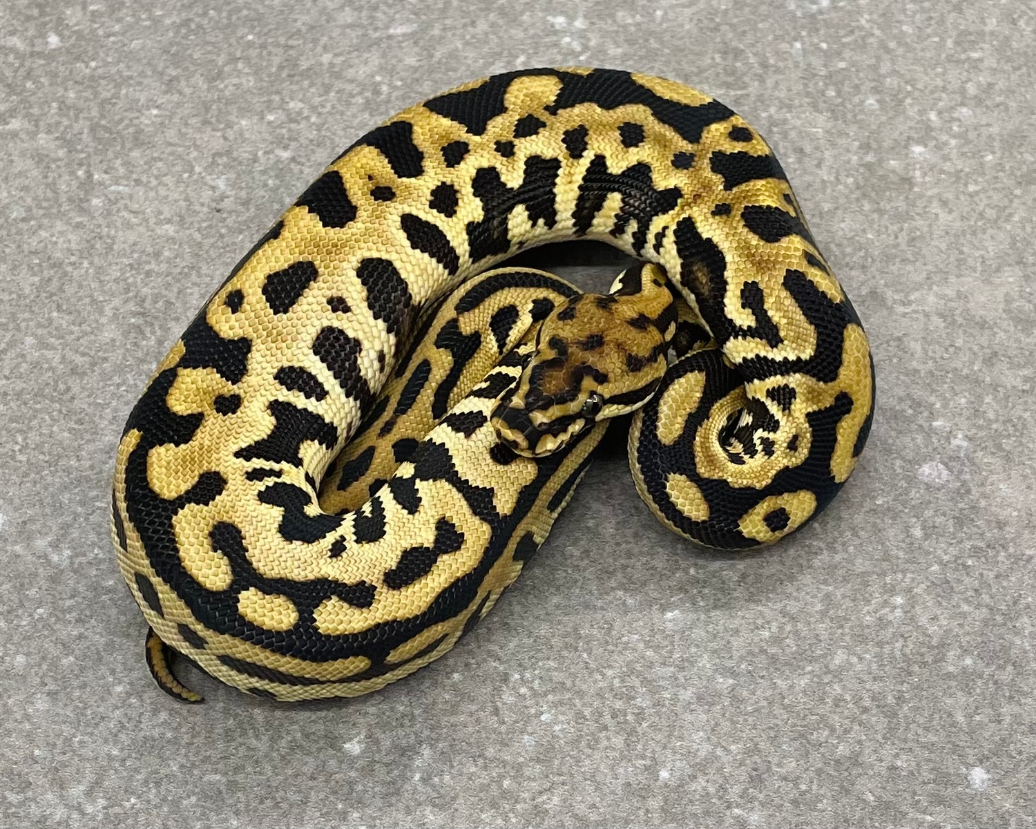 Leopard Spotnose 66% Het Clown Ball Python by Snakenstein Reptiles, LLC ...