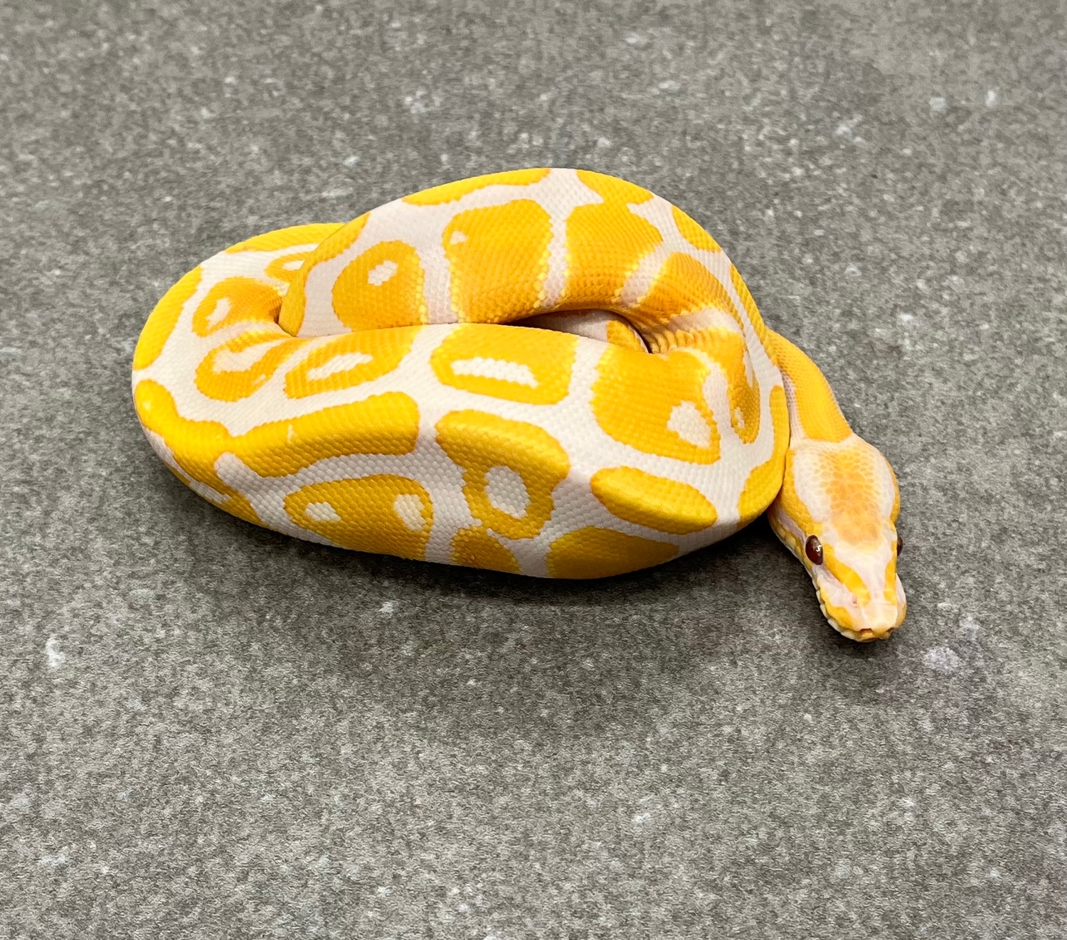 Lavender Albino Ball Python by Snakenstein Reptiles, LLC - MorphMarket