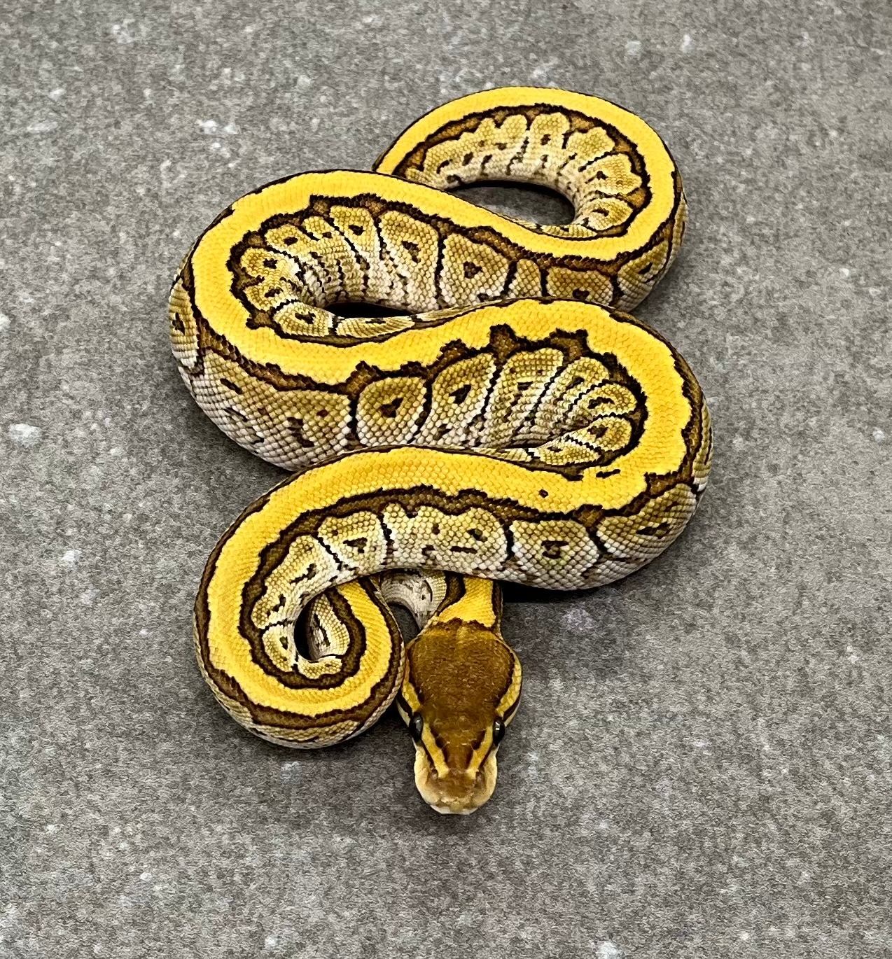 Mojave Pinstripe Het Clown Ball Python by Snakenstein Reptiles, LLC ...