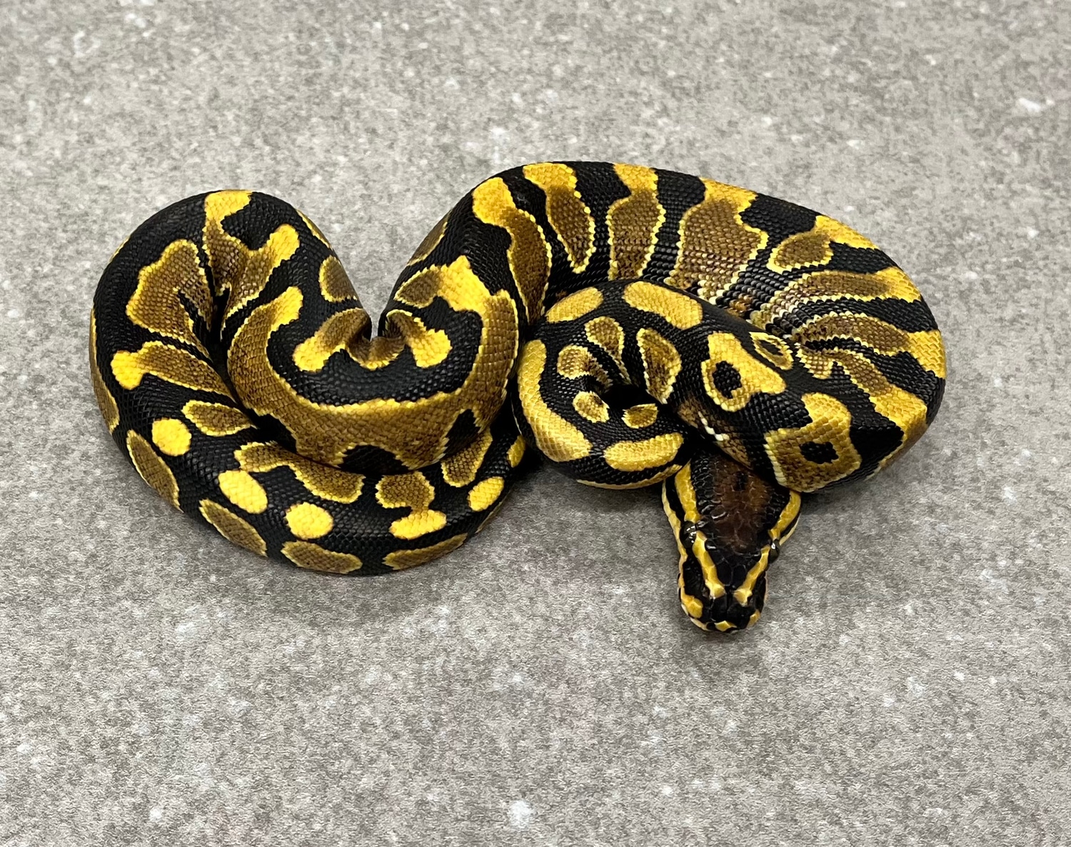 Yellowbelly Het Clown Ball Python by Snakenstein Reptiles, LLC - MorphMarket