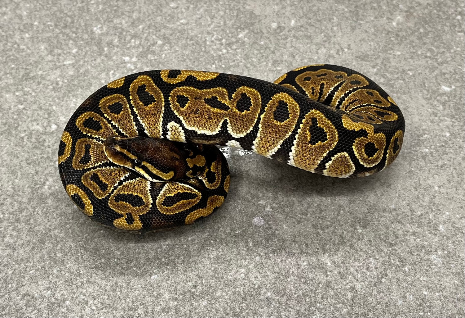 Marvel Ball Python by Snakenstein Reptiles, LLC - MorphMarket