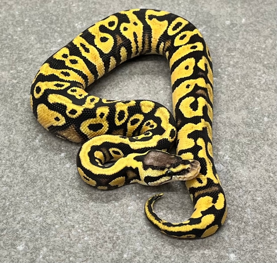 Pastel Gravel OR Yellowbelly Het Clown Ball Python by Snakenstein ...
