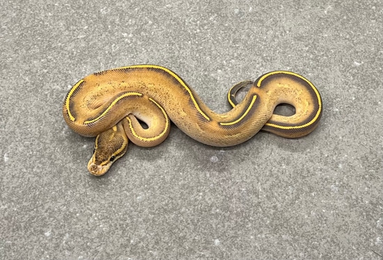 Highway Ball Python by Snakenstein Reptiles, LLC