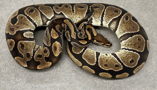 Het Hypo Ball Python by Snakenstein Reptiles, LLC
