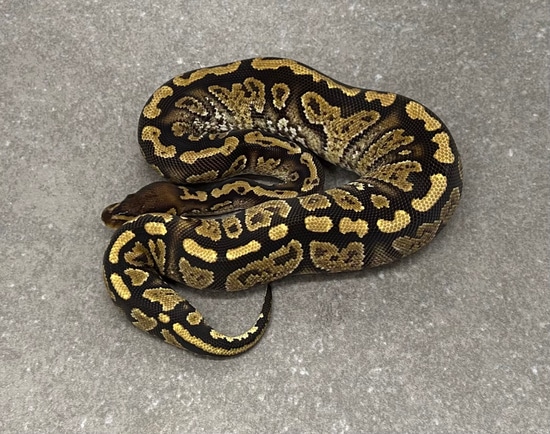 Paint Ball Python by Snakenstein Reptiles, LLC